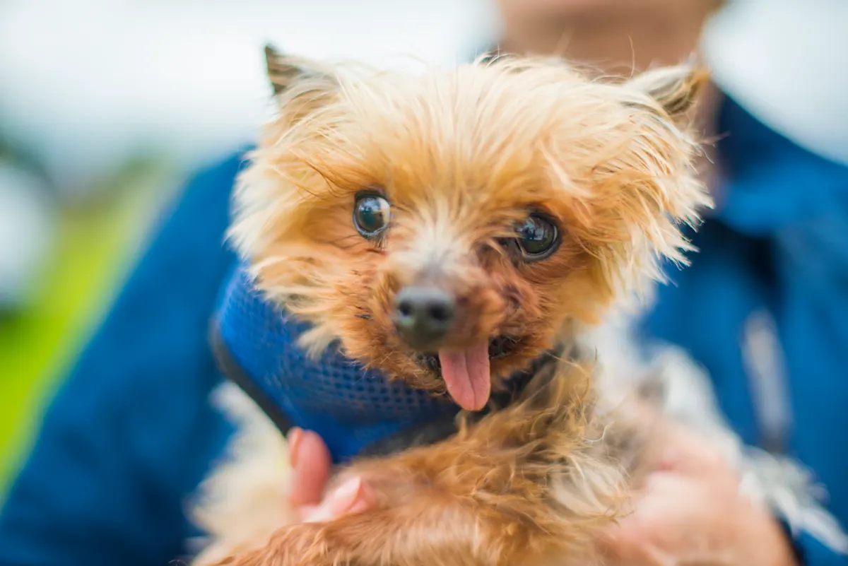 Why We Love “Ugly” Dogs