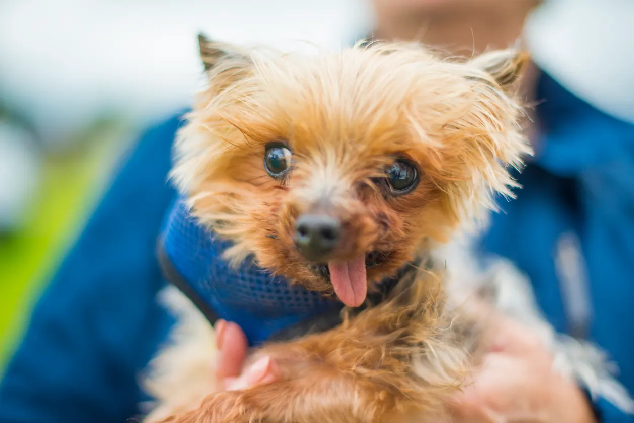 Why We Love “Ugly” Dogs