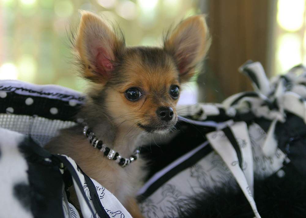 Potty Training Your Purse Pooch: Insights for Pet Parents