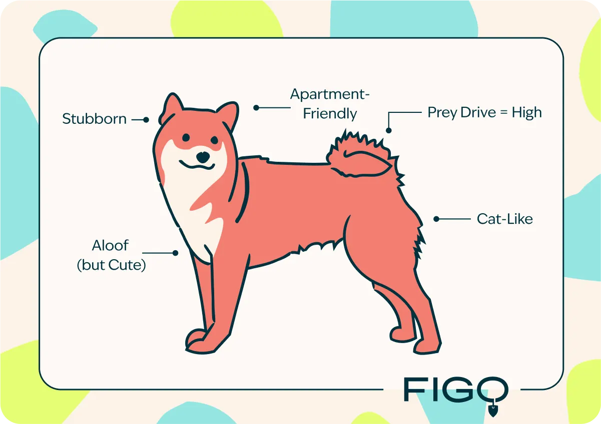 Shiba Inu Breed Guide: Must-Know Facts for Pet Parents