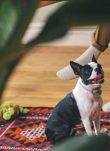 Pet Insurance in Illinois