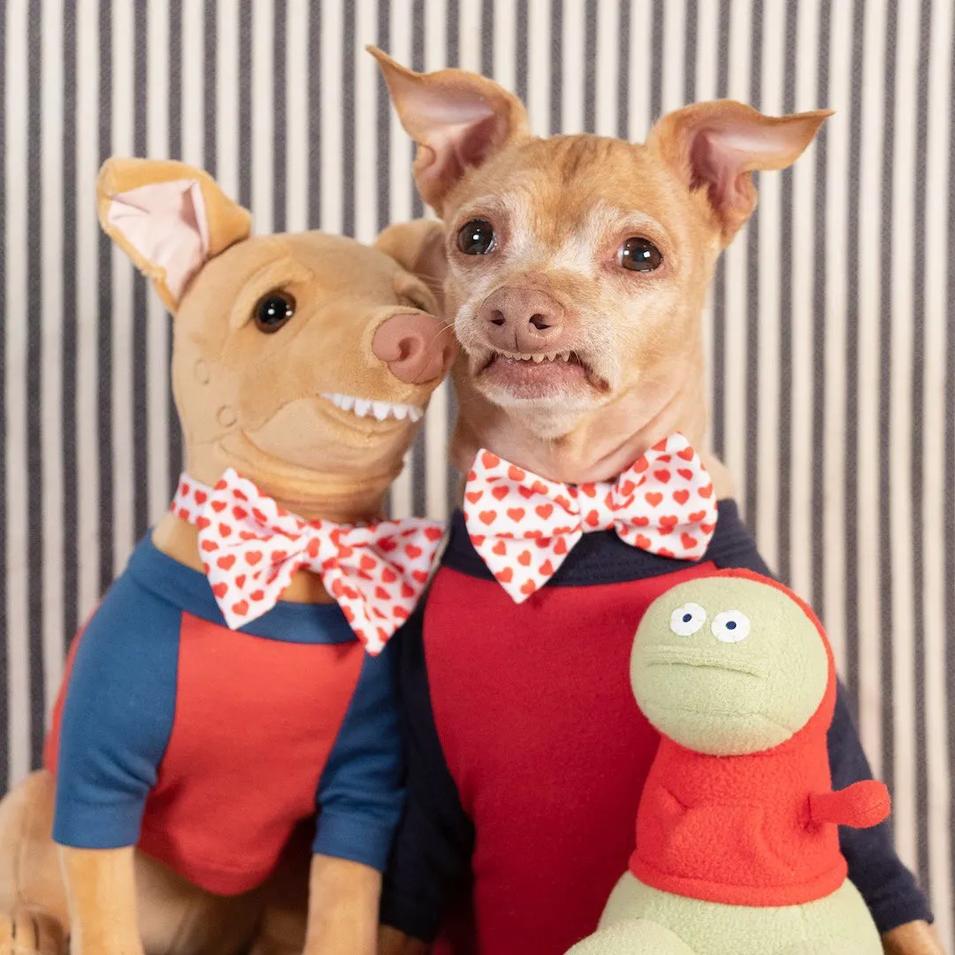Why We Love “Ugly” Dogs