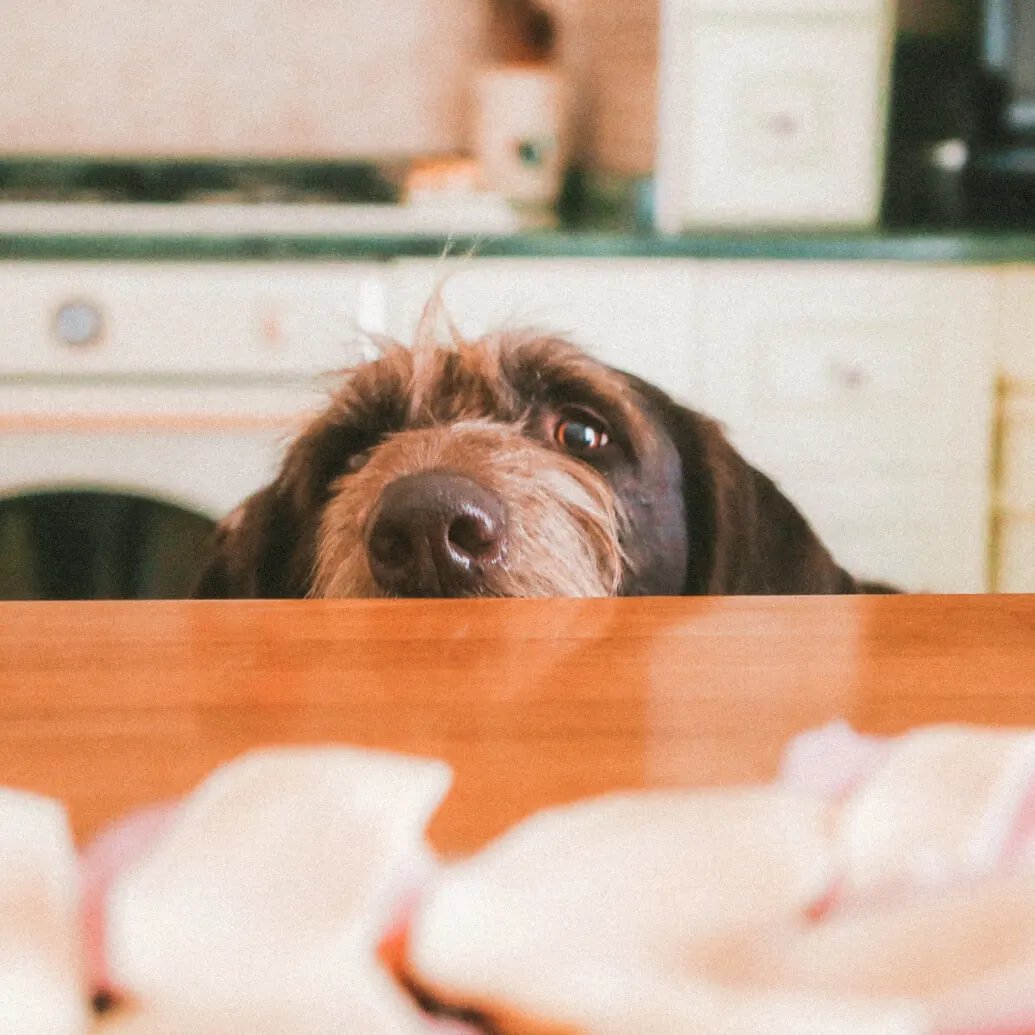 Pets and holiday counter surfing