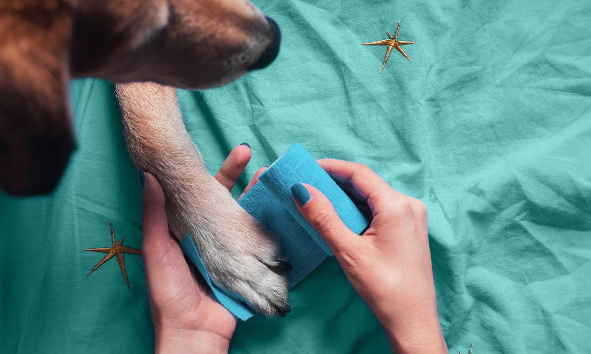 The Figo Guide to Basic Pet First Aid