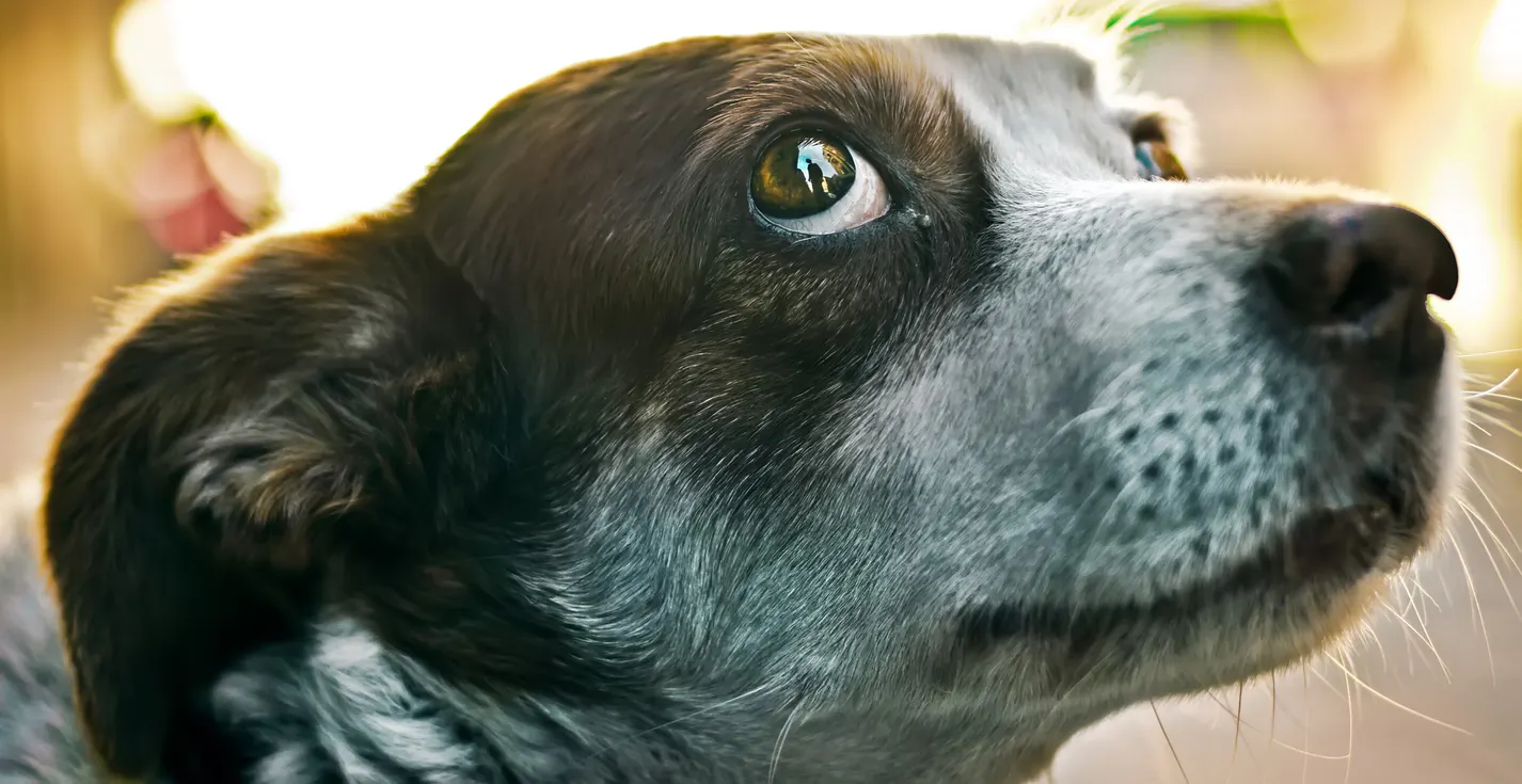What Is Whale Eye in Dogs (and Cats)?