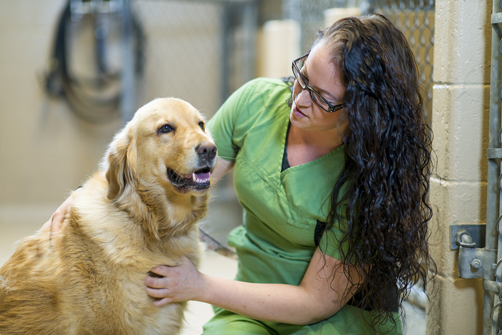 Work with pets? You bet!