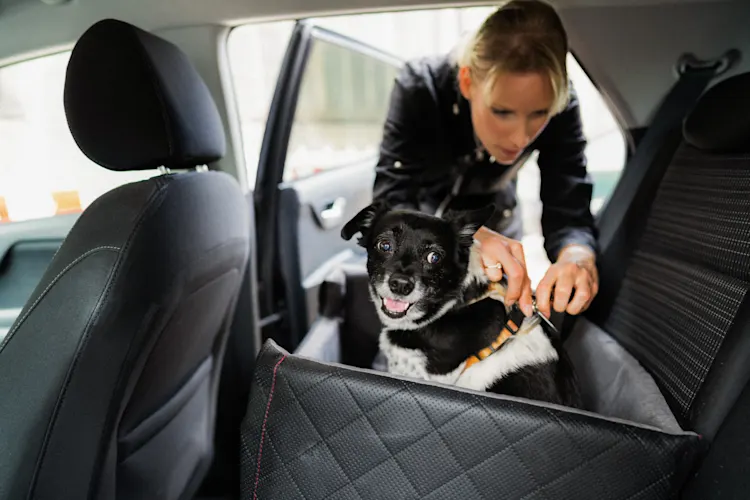 Car Rides & Pets: Your Turn-by-Turn Guide to Safe Travels