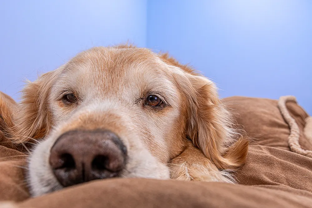 How Do I Care for my Senior Dog?