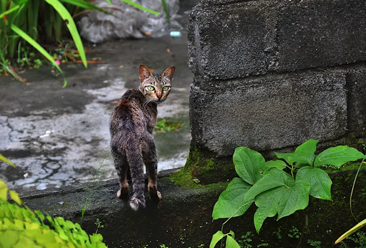 Science of roaming cats