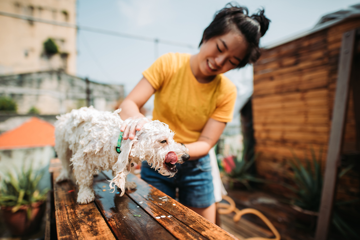 6 Spring Cleaning Tips for Dog Owners