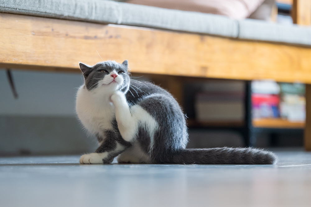 Does my kitten have lice?
