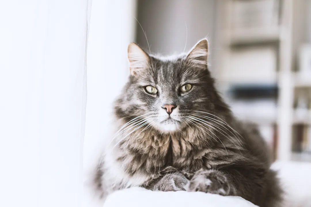 Keep Pet Fur Under Control Your Home: Secrets for Pet Parents