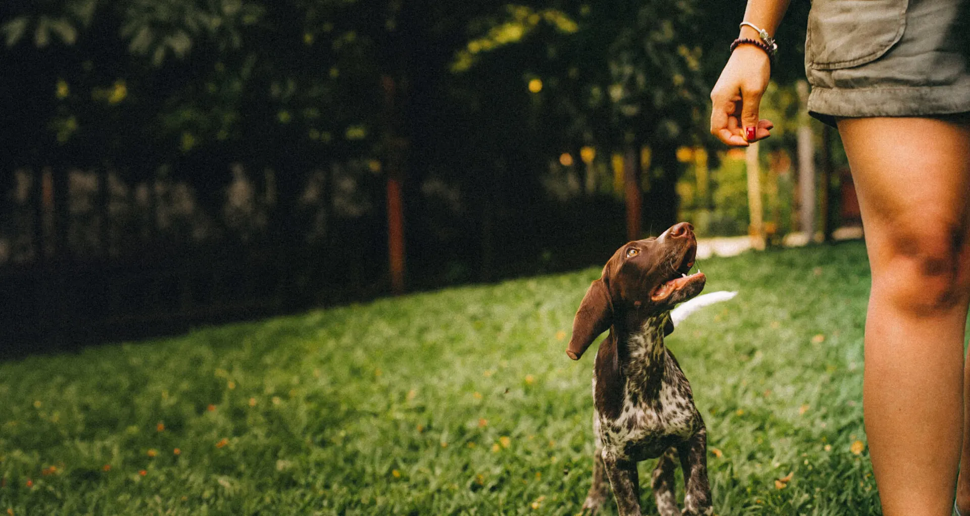 Figo: Premium health insurance plans for cats and dogs.