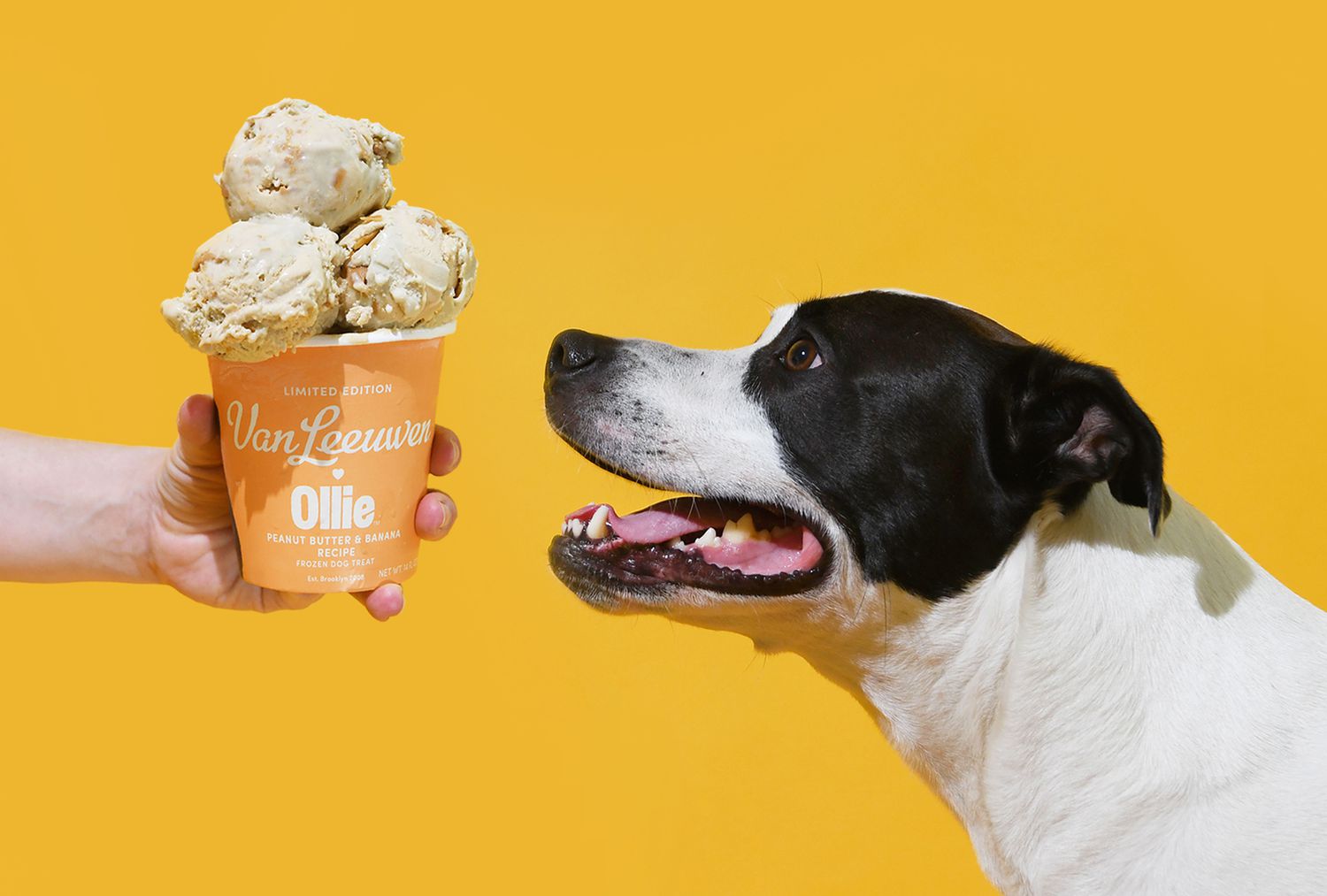 We Tasted Four Dog Ice Creams. Here’s Our Favorite Scoop