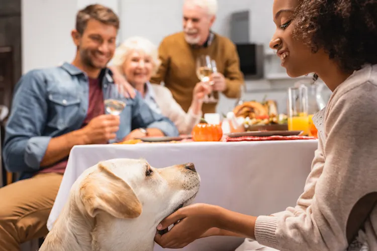 The Perfect Recipe for a Pet-Friendly Thanksgiving
