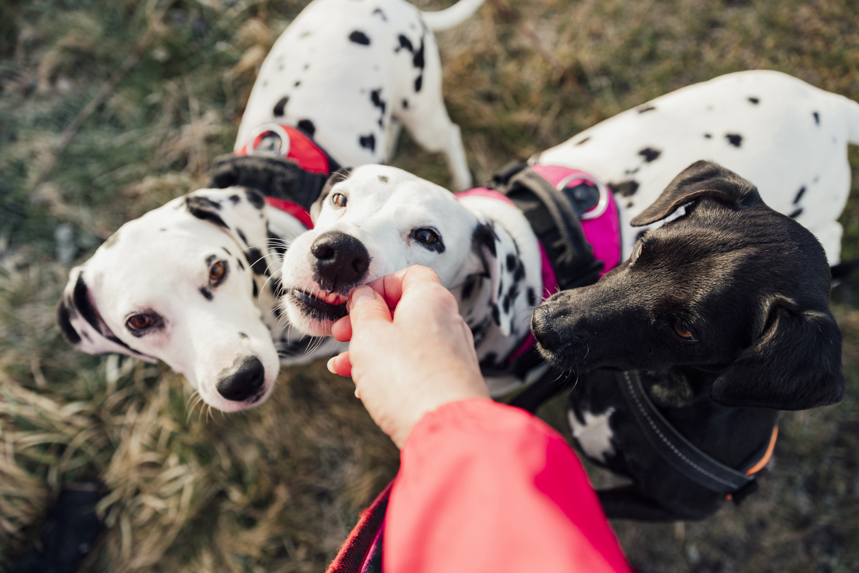 Dalmatians: The Good, The Bad, The Ugly