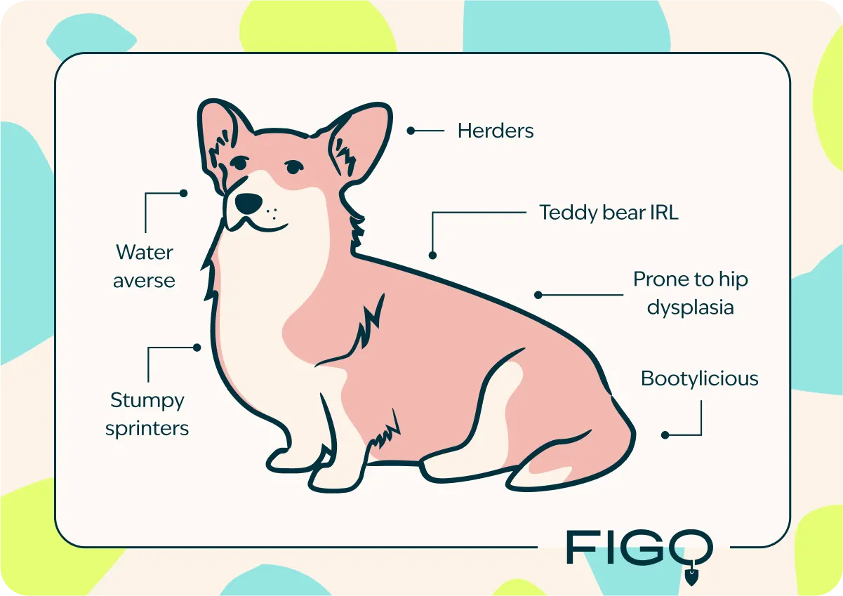 Pembroke Welsh Corgis: The Good, The Bad, The Ugly