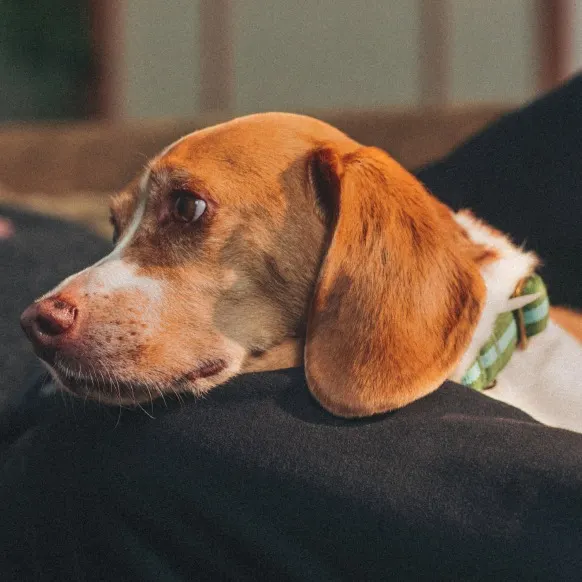 Rated Best Pet Insurance Plans | Figo Pet Insurance