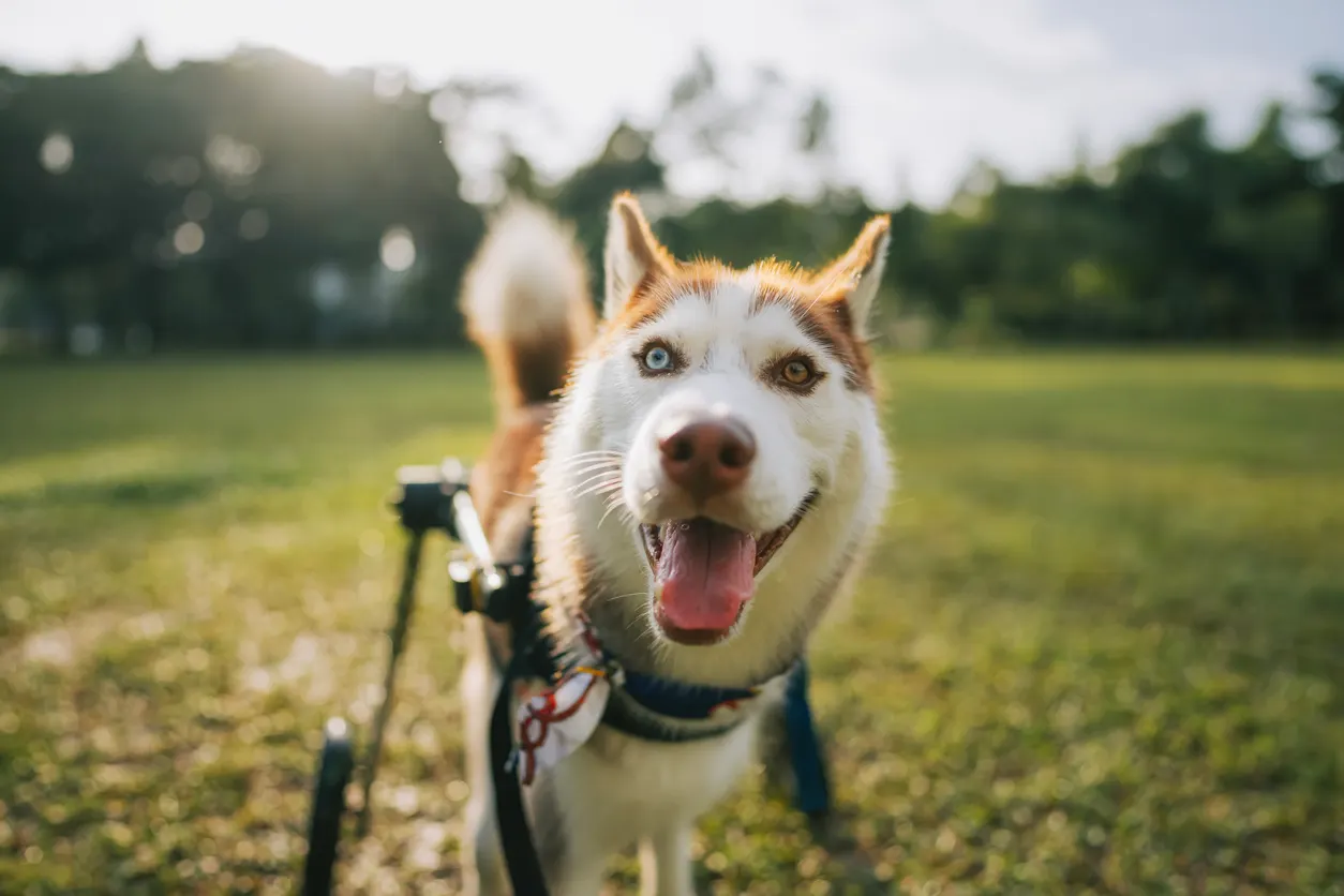 Bionic Pets: Reaching New Horizons in Pet Mobility