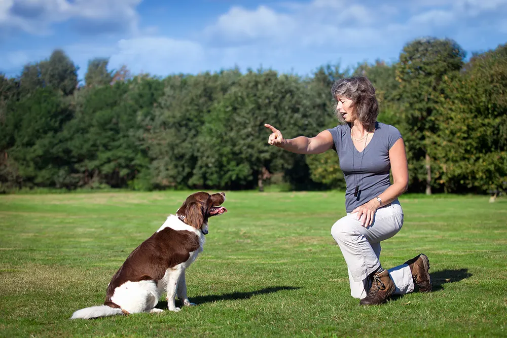 Train deaf dog using hand signals