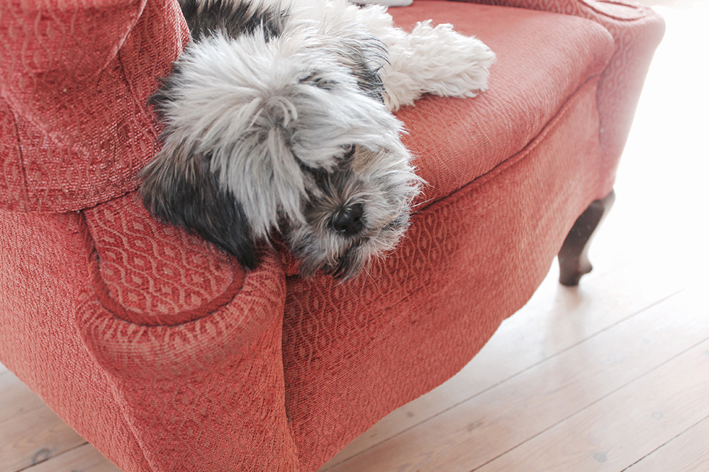 Insulin required for dog’s diabetes