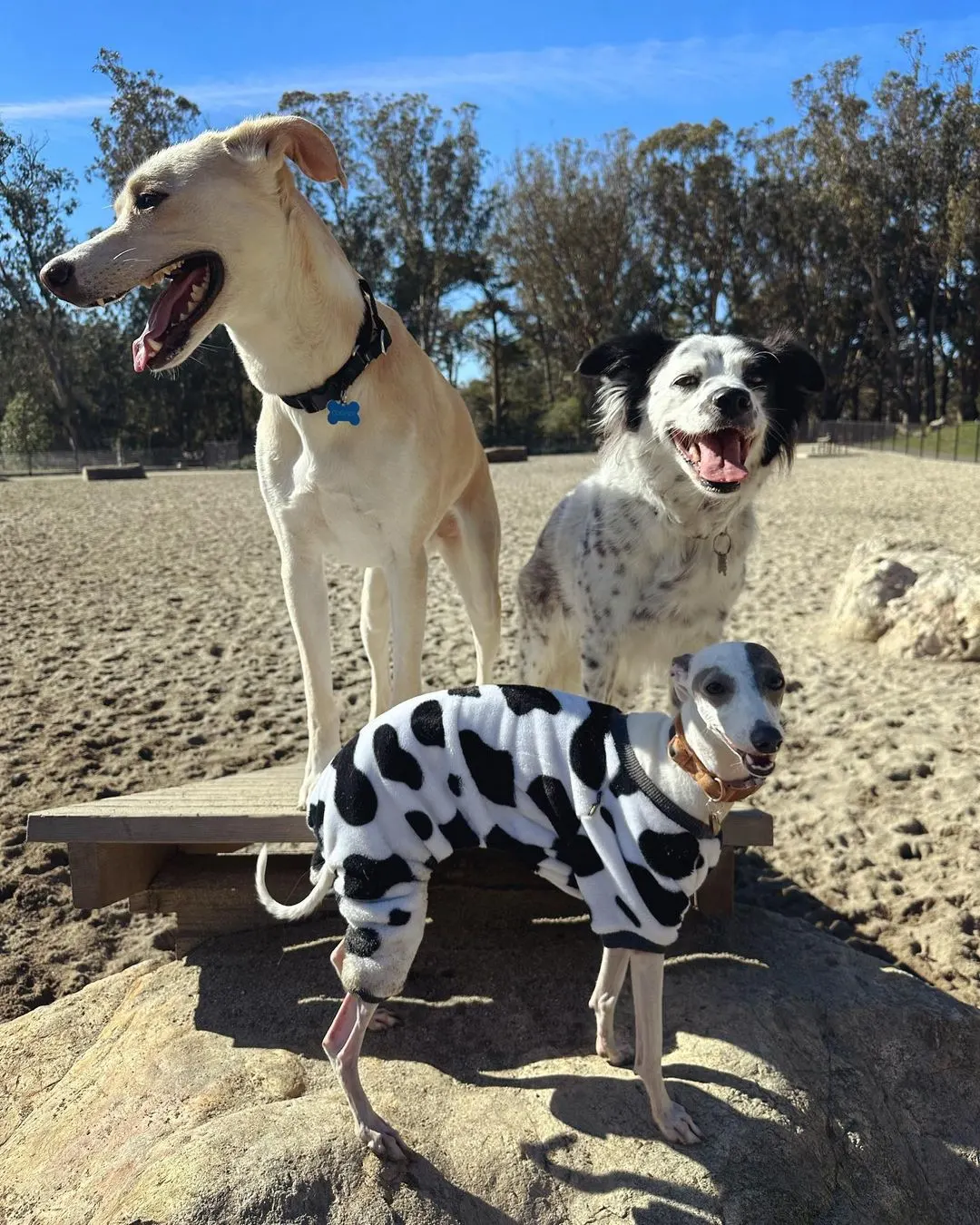 The Ultimate San Francisco Pet-Friendly Travel Guide