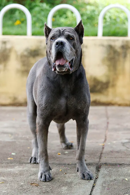 Dog Breed Profile: Cane Corso