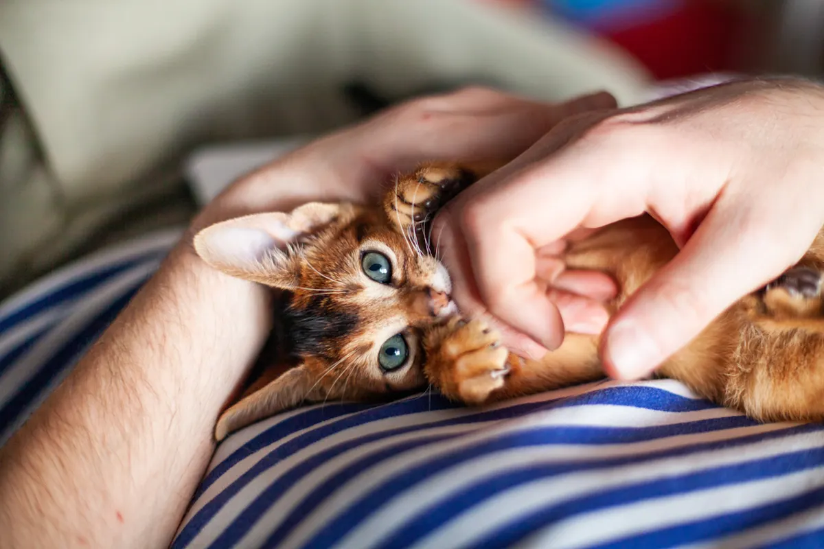 What's Wrong with a Fat Cat? Addressing Feline Obesity