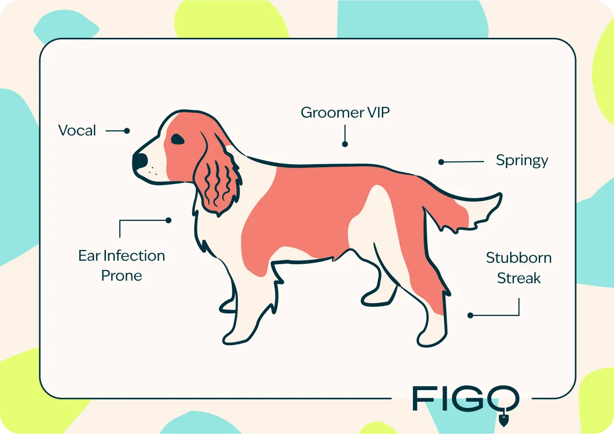 English Springer Spaniels: The Good, The Bad, The Ugly