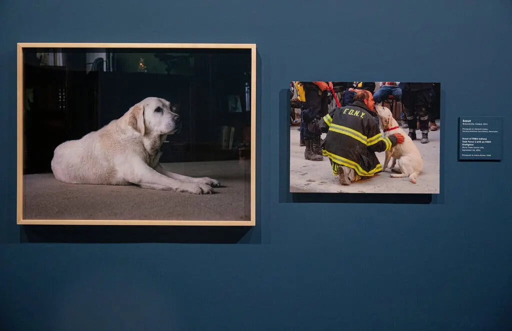 The Search and Rescue Dogs of 9/11