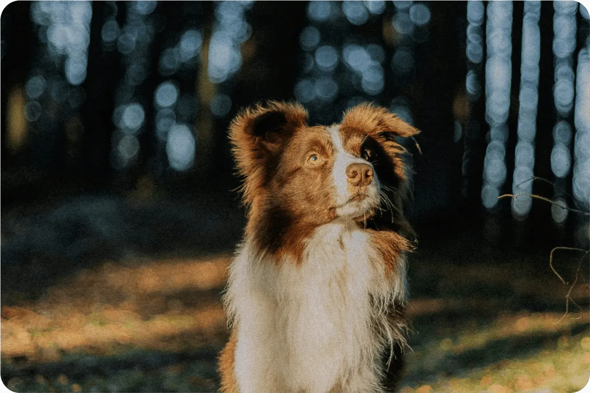 Border Collies: The Good, the Bad, the Ugly
