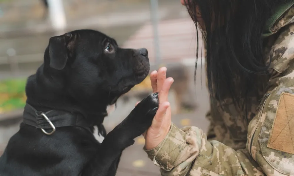 5 Ways to Keep Your Emotional Support Dog Healthy