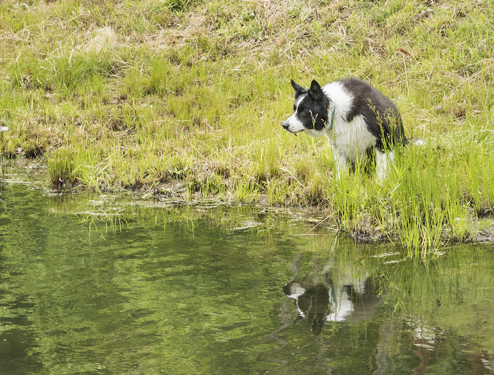 Green water is hazardous to pet’s health