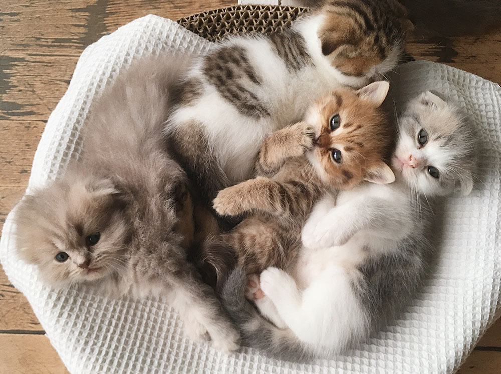 It’s kitten season!