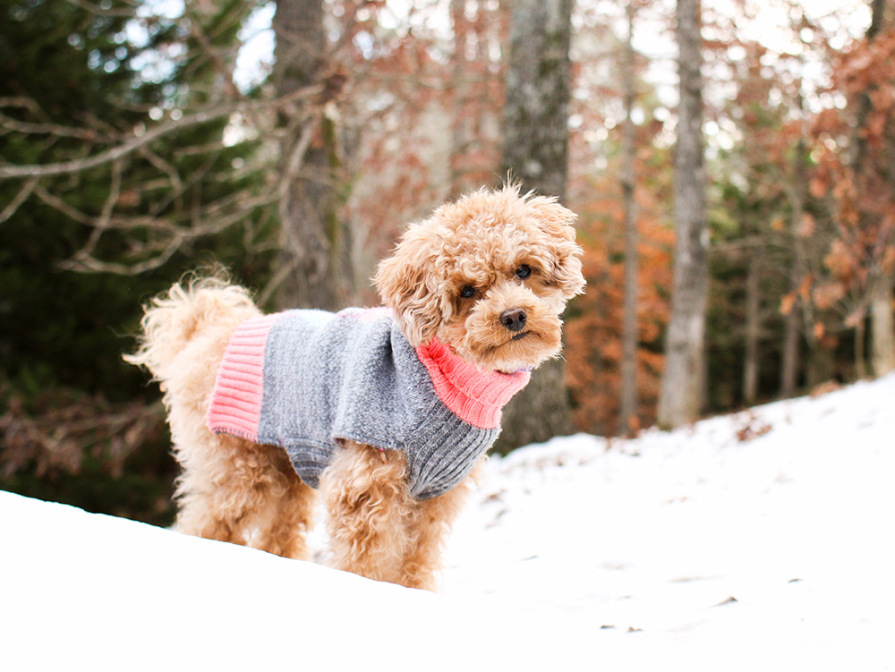 Staying warm with cool winter pet gear