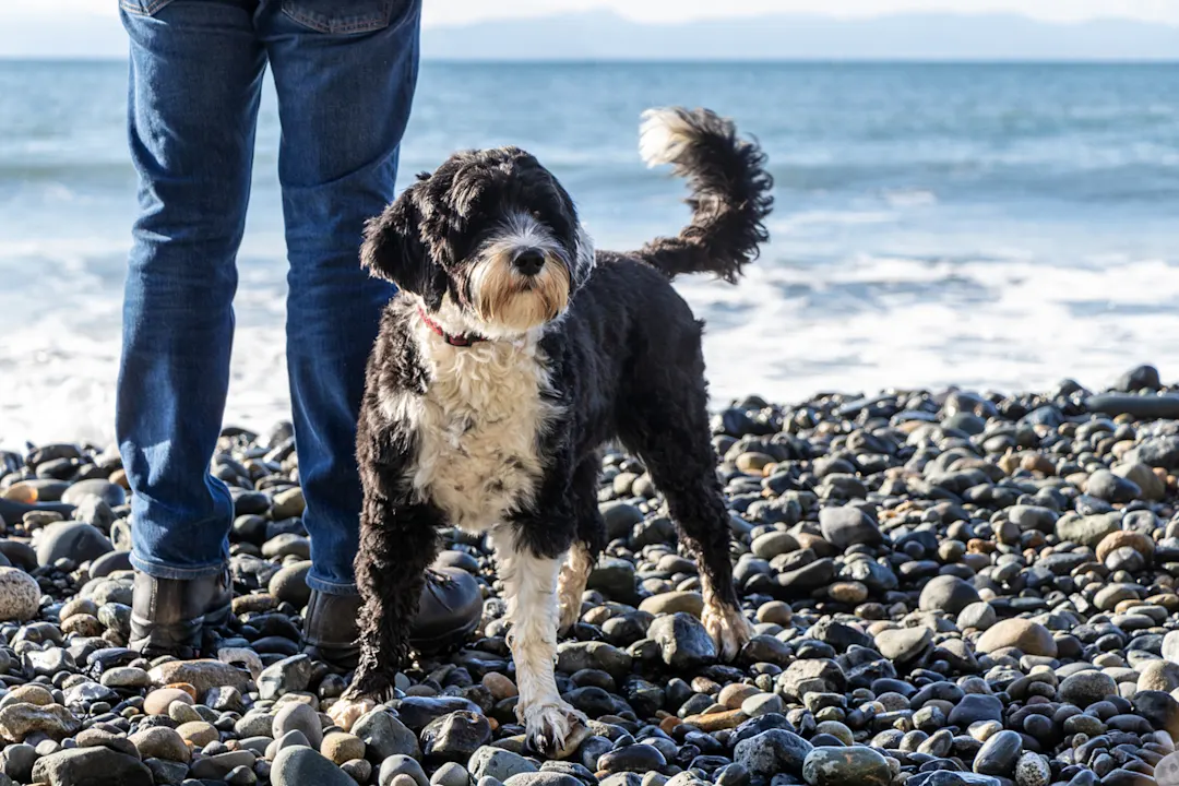 Portuguese Water Dogs: The Good, The Bad, The Ugly