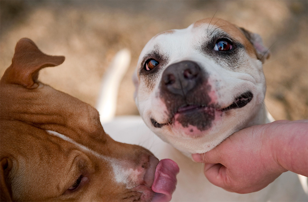 Interview with Lori Albright, Red Paw