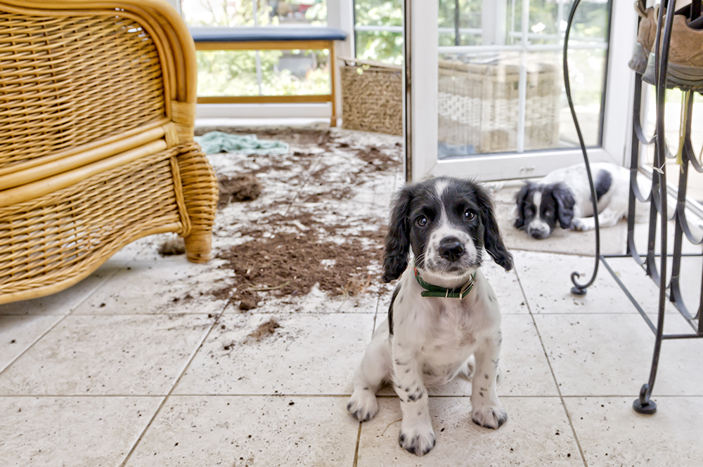 Should I punish my dog after he misbehaves?
