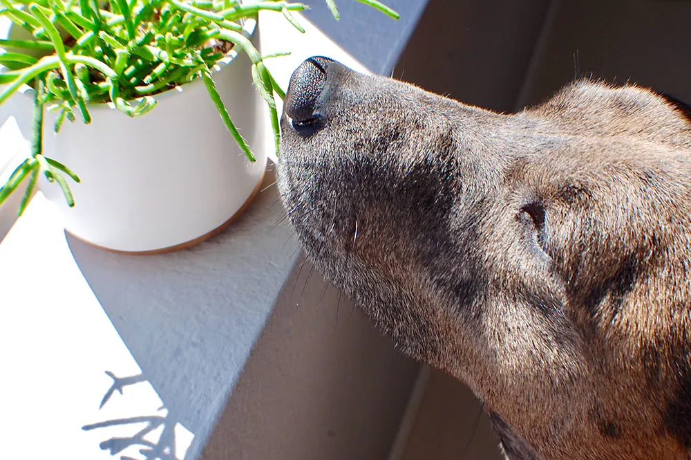 Houseplants Dogs Toxic Dangers Safe Alternatives: Tips for Pet Parents