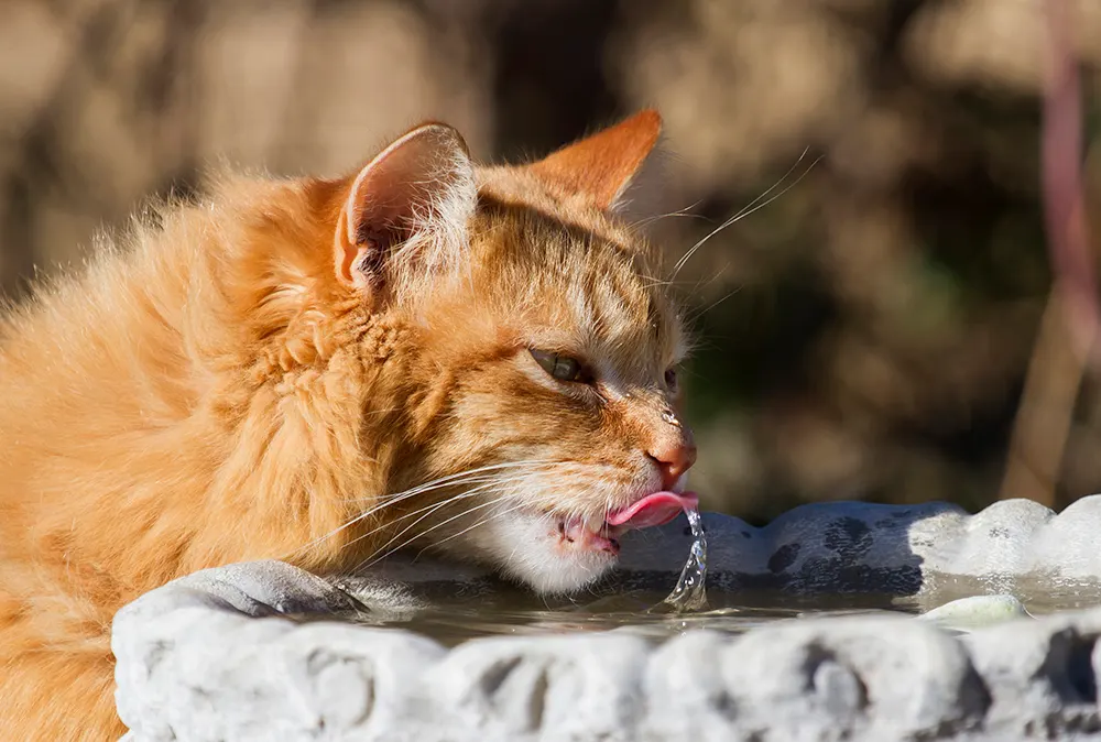 Fluids benefit cats with kidney disease