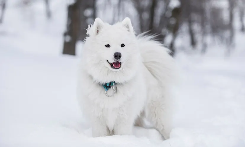 10 Dog Breeds Actually Love Cold Weather 0: Expert Advice for Pet Parents