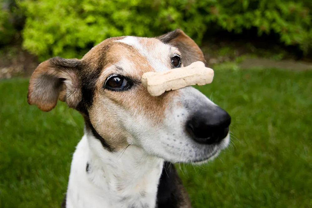 What tricks can I teach my dog?
