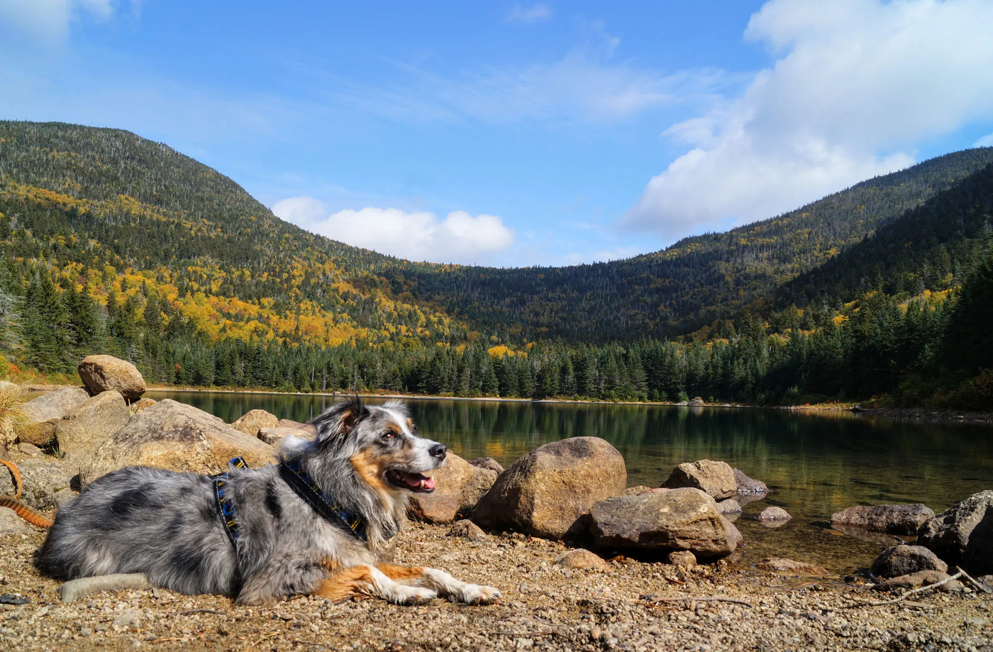 Best Dog Friendly Hikes In Every State: Must-Know Facts for Pet Parents