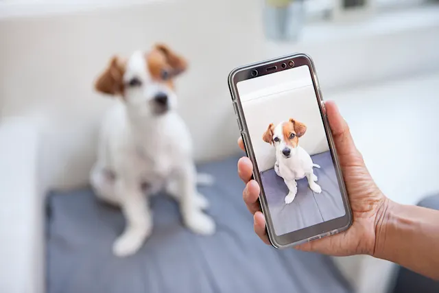 How to start an Instagram account for your pet