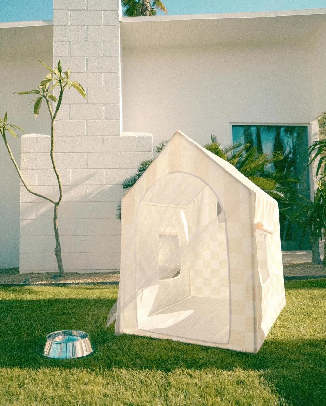 Tips to Design a Perfectly Pet-Friendly Pool