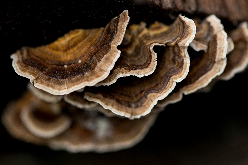What Is Hen of the Woods? An Introduction - Foraged - Foraged