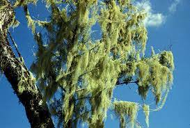 What Is Usnea Tincture Used For? Exploring its Healing Properties and ...