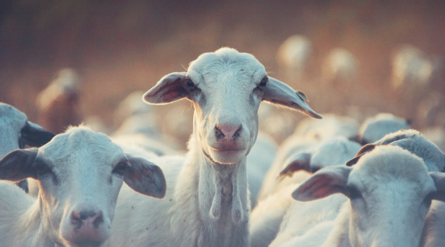 Maximizing goat farming profit | Farming goats for profit | Goat ...