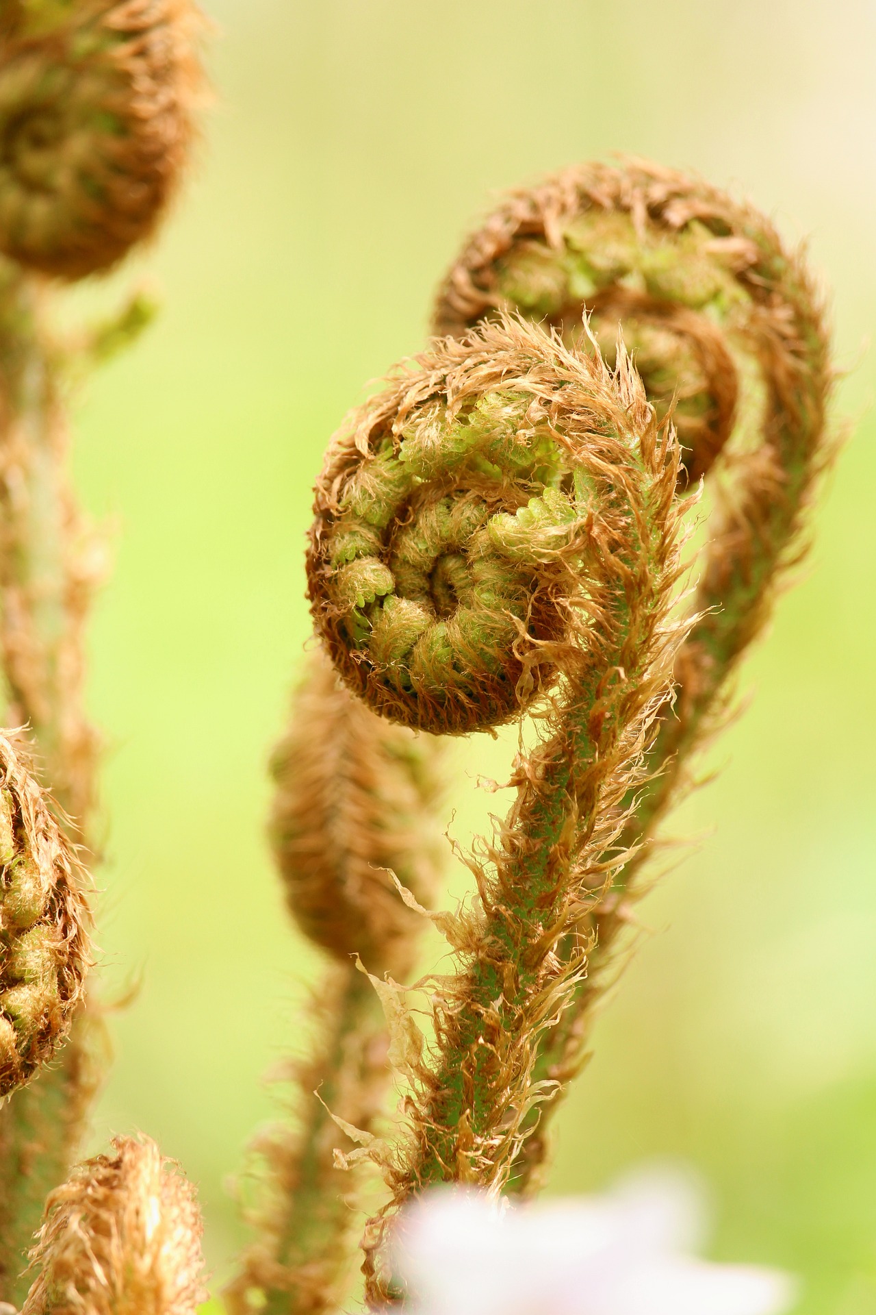 Cooking with Fiddleheads: Tips and Tricks for the Best Results ...