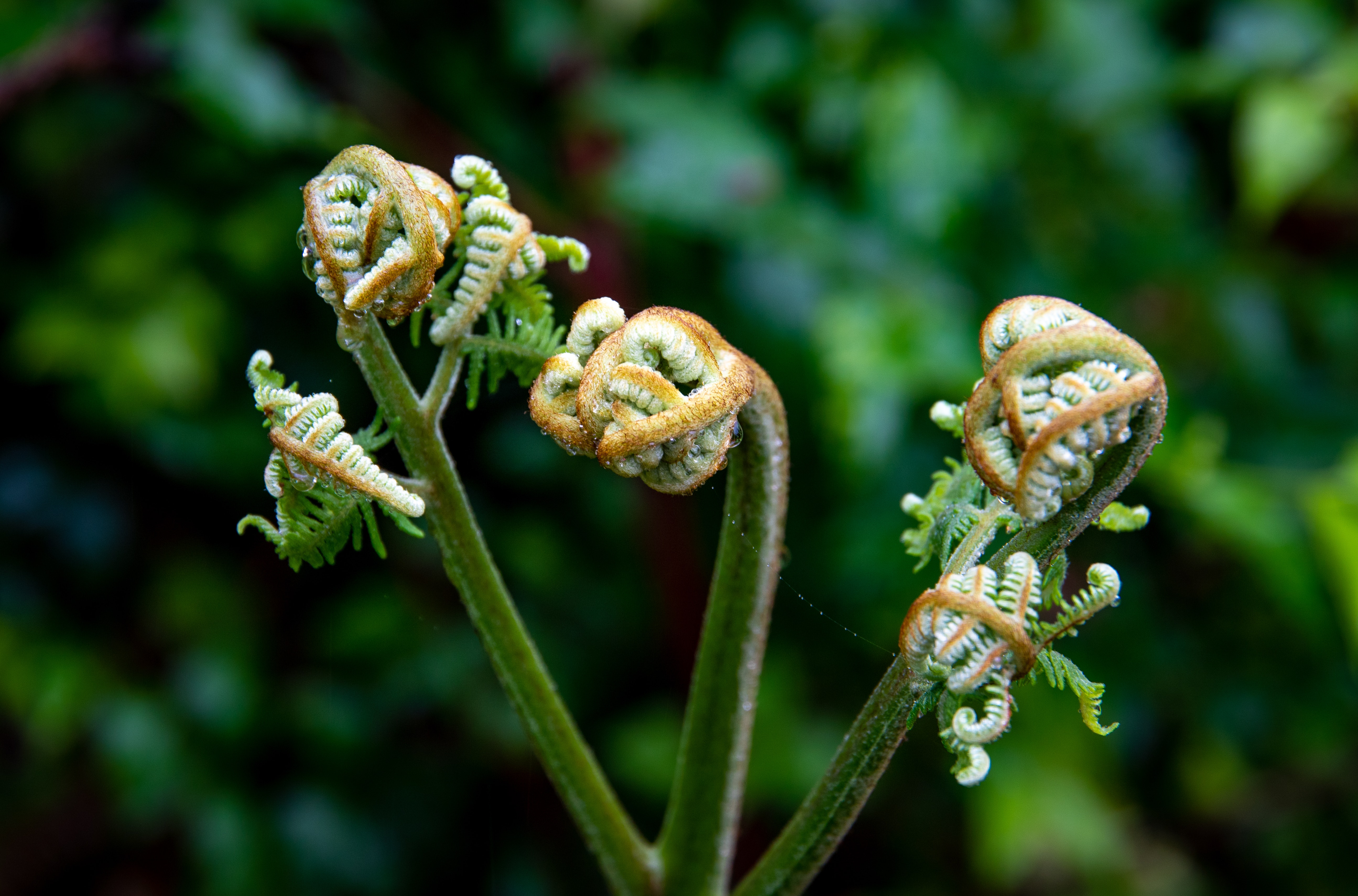 bracken fern fiddleheads edible
